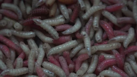 Pink, white maggots (Acheta Domesticus ... | Stock Video | Pond5