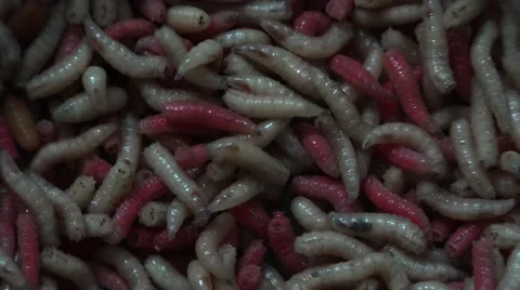 Pink, white maggots (Acheta Domesticus ... | Stock Video | Pond5