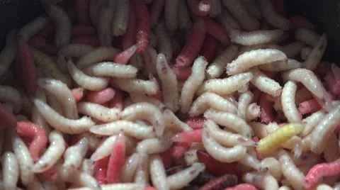 Pink, white maggots (Acheta Domesticus ... | Stock Video | Pond5