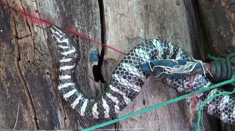 A Pipe Snake Eating A Pit Viper - 5 | Stock Video | Pond5