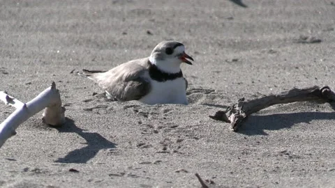 Piping Plover Alarmed Fleeing Running in... | Stock Video | Pond5