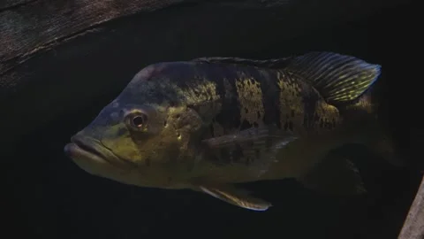 Piranhas with a red-orange belly floatin... | Stock Video | Pond5