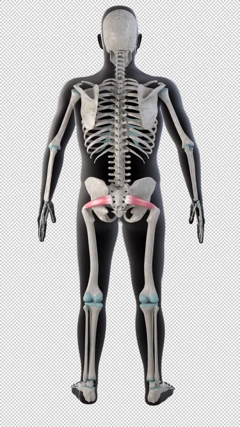 Piriformis Muscles on Whole Human Body V... | Stock Video | Pond5
