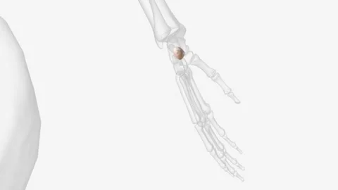 The pisiform is one of eight and smalles... | Stock Video | Pond5