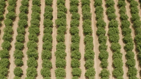 Pistachio Farm Aerial Above Farm Rows of... | Stock Video | Pond5