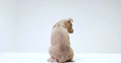 Pit bull with back turned looks around a... | Stock Video | Pond5