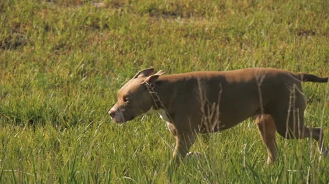 Bull Dog Running Stock Videos – Royalty-Free HD & 4K Videos | Pond5