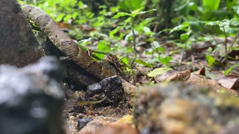 Pit viper Jararaca (Bothrops jararaca) y... | Stock Video | Pond5