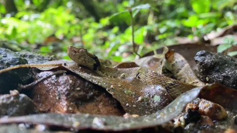 Pit viper Jararaca (Bothrops jararaca) y... | Stock Video | Pond5