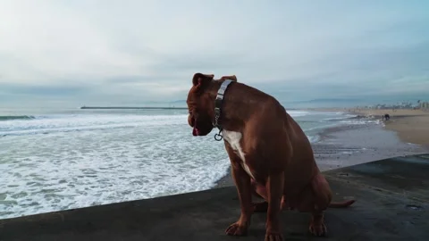 Pitbull Dog on Jetty Looking at Pacific ... | Stock Video | Pond5