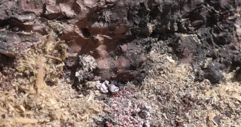 Pitch Tubes Stock Videos – Royalty-Free HD & 4K Videos