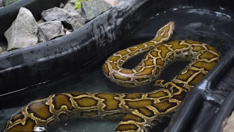 Royal Ball Stock Footage ~ Royalty Free Stock Videos | Pond5