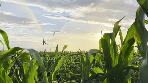 Pivot irrigation system at corn field. A... | Stock Video | Pond5