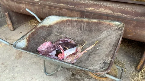 Placenta of a Cow in a Wheelbarrow at a ... | Stock Video | Pond5