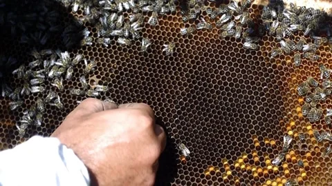 Placing the marked queen bee on the bee ... | Stock Video | Pond5