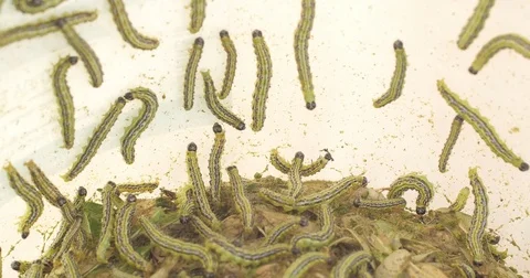 Worms and Caterpillar Stock Videos – Royalty-Free HD & 4K Videos