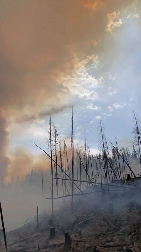 Work Planes Stock Videos – Royalty-Free HD & 4K Videos