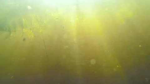Plankton Floating Near Algae Stalks in t... | Stock Video | Pond5