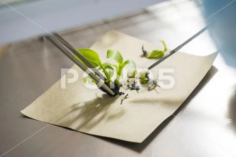 Plant being dissected in lab laboratory of plant tissue culture ~ Hi ...