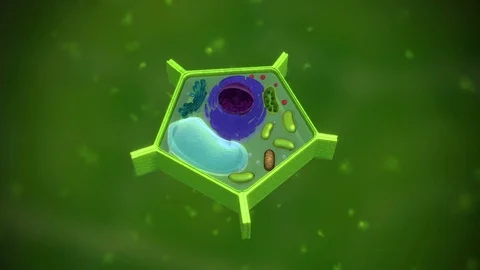Plant cell anatomy 3D Biology animation ... | Stock Video | Pond5