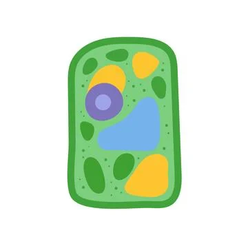 Clipart De Vacuole