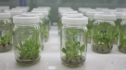 plant cell and tissue culture technology... | Stock Video | Pond5