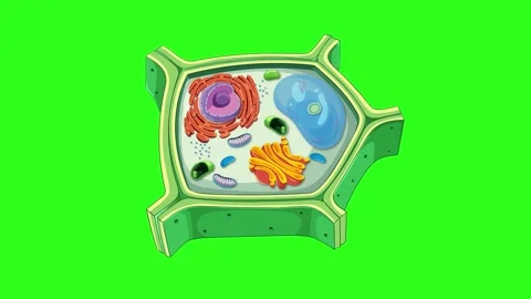 Plant Cell Structure and Cell Wall Anima... | Stock Video | Pond5