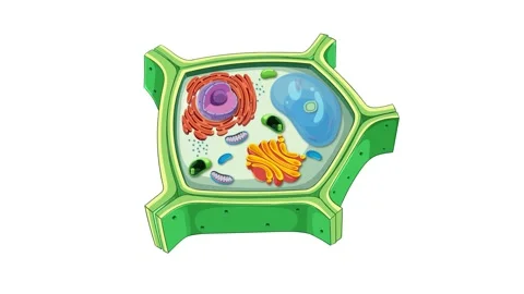 Chloroplast Structure Stock Videos – Royalty-Free HD & 4K Videos | Pond5