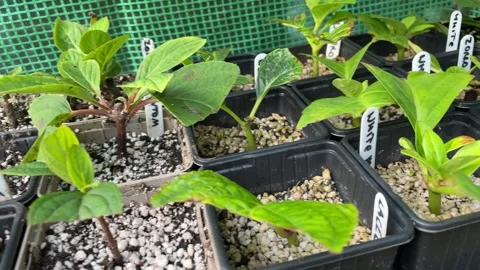 Leaf Pots Stock Videos – Royalty-Free HD & 4K Videos