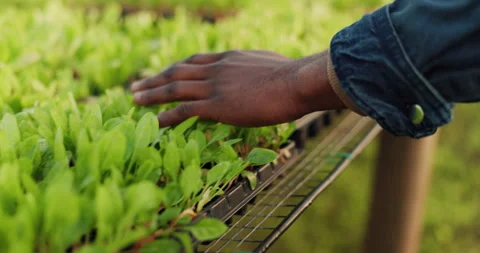 Plant farm inspection, hands and walking... | Stock Video | Pond5
