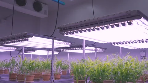 Plant grow lighting room Laboratory tilt... | Stock Video | Pond5