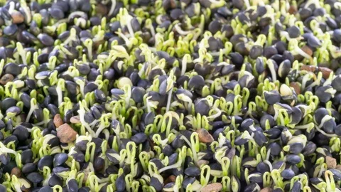 Plant growing time lapse. Growing small ... | Stock Video | Pond5