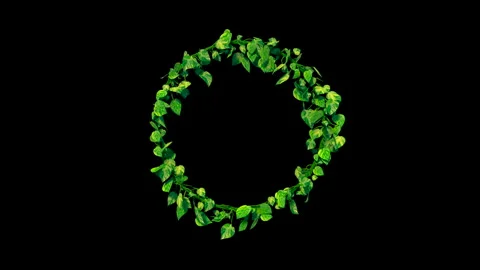 Plant Circle Stock Footage ~ Royalty Free Stock Videos | Pond5