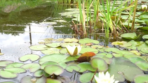 Hd Ad Stock Videos – Royalty-Free HD & 4K Videos