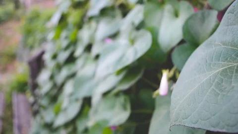 Plant loach country house | Stock Video | Pond5