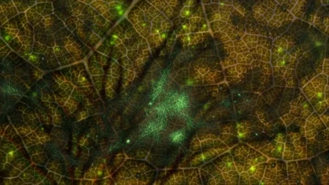 Plant nanobionics . Nano particles on su... | Stock Video | Pond5