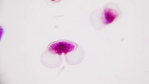 Plant pollen under microscope, 1000x.Dif... | Stock Video | Pond5