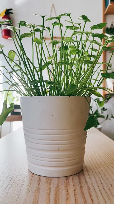 Isolated Flower Pot Plant Stock Video Footage | Royalty Free Isolated ...