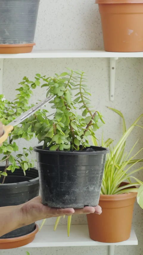 Video Plant Tricks Stock Videos – Royalty-Free HD & 4K Videos | Pond5