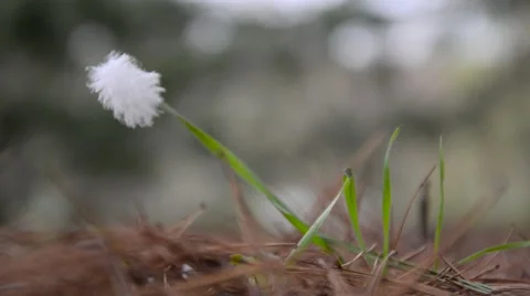 The Puff In Wind Stock Video Footage | Royalty Free The Puff In Wind ...