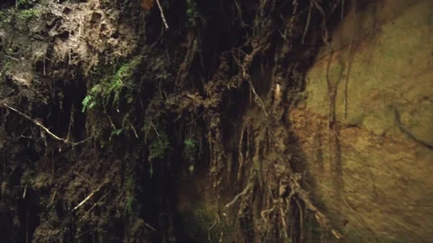 plant roots hang along the sandstone cli... | Stock Video | Pond5