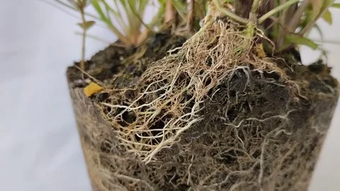 Background Surrounding The Stock Videos – Royalty-Free HD & 4K Videos