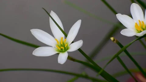 Saffron Plant Stock Video Footage | Royalty Free Saffron Plant Videos ...