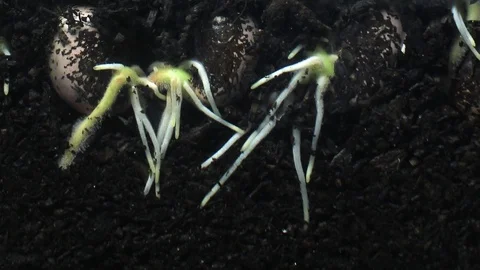 Plant seed root growing underground hypo... | Stock Video | Pond5