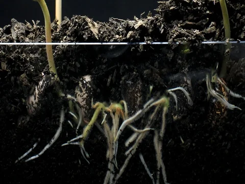 Plant seed roots growing underground hyp... | Stock Video | Pond5