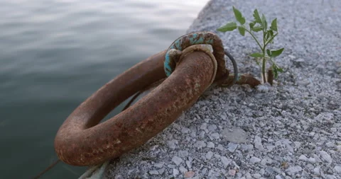 Stem and Next Stock Videos – Royalty-Free HD & 4K Videos