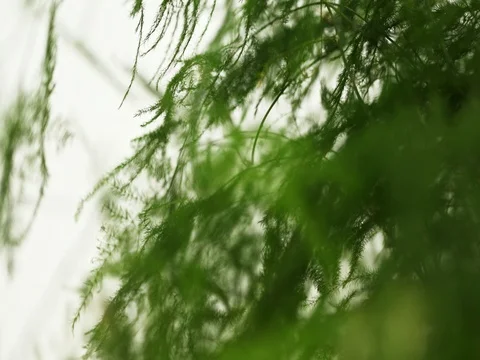 Plant The Studio Stock Videos – Royalty-Free HD & 4K Videos