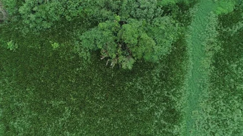 Swamp Top View Stock Footage ~ Royalty Free Stock Videos | Pond5