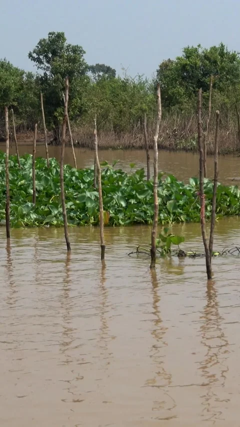 Pono Videos Stock Videos – Royalty-Free HD & 4K Videos