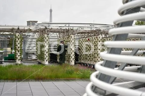Planting aeroponic strawberries, urban green roof garden, rooftop ...